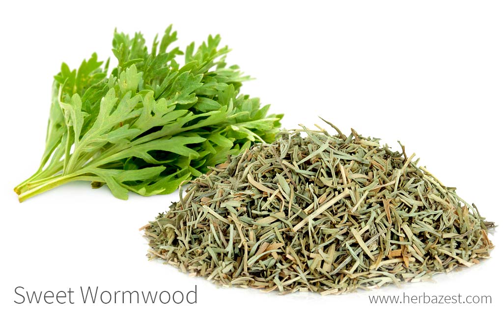 Tout savoir sur l'armoise annuelle artemisia annua bio - Artemisia ...